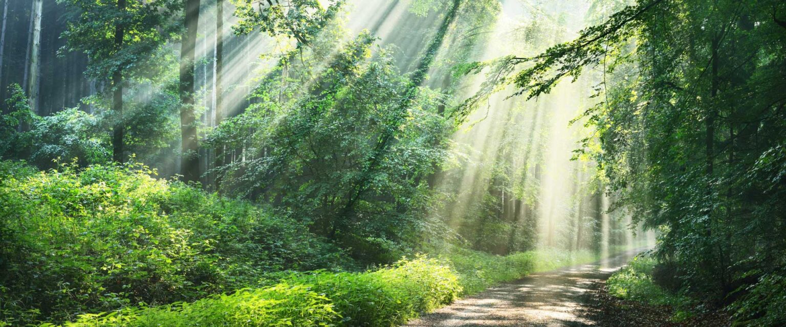 The Nature Bus - Sights to See, Nature Experiences, EcoTours