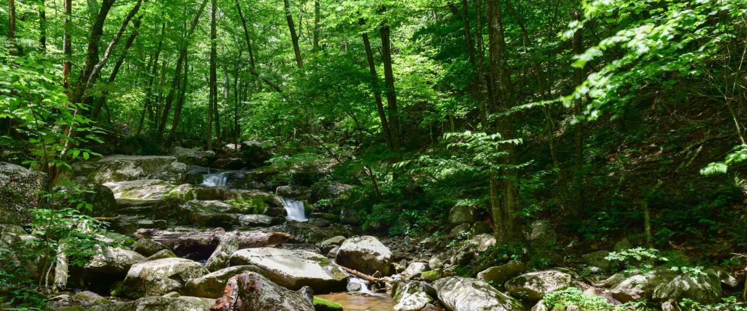 The Nature Bus - Sights to See, Nature Experiences, EcoTours