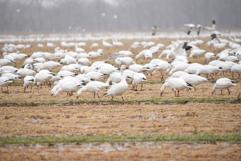 EasternShoreWaterfowlBirding